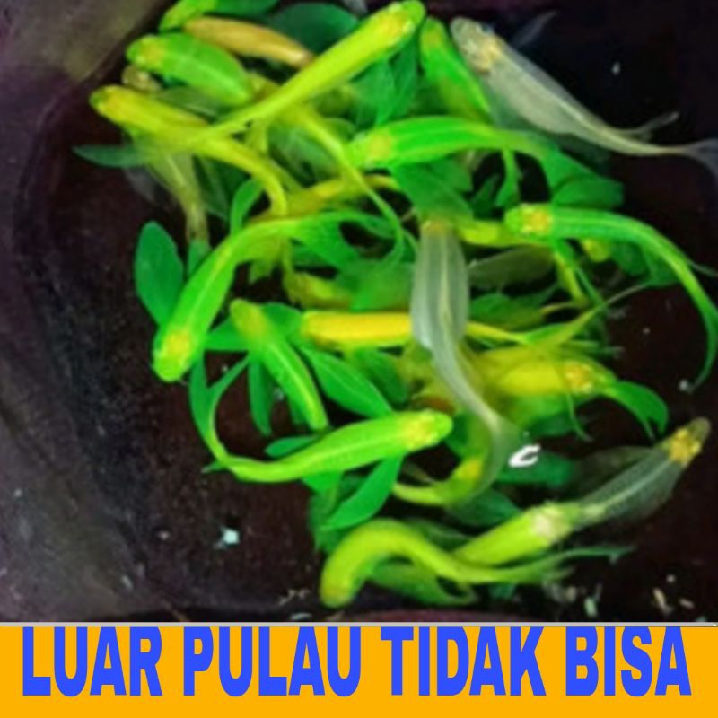 Jual ikan hias danio slayer mix bonus pakan | Shopee Indonesia