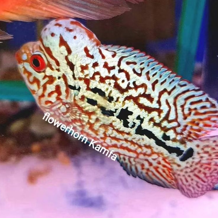 Jual BURAYAK KAMFA F2 THAILAND SUPER RED 2-4CM | Shopee Indonesia