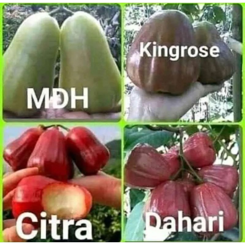 Jual jambu air berbunga super tabulampot | Shopee Indonesia