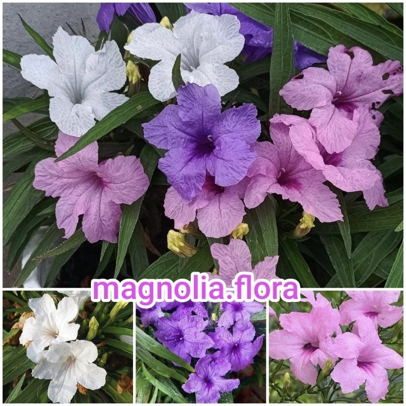 Jual Ruellia simplex / mexican petunia pink putih ungu / rulia rielia ...