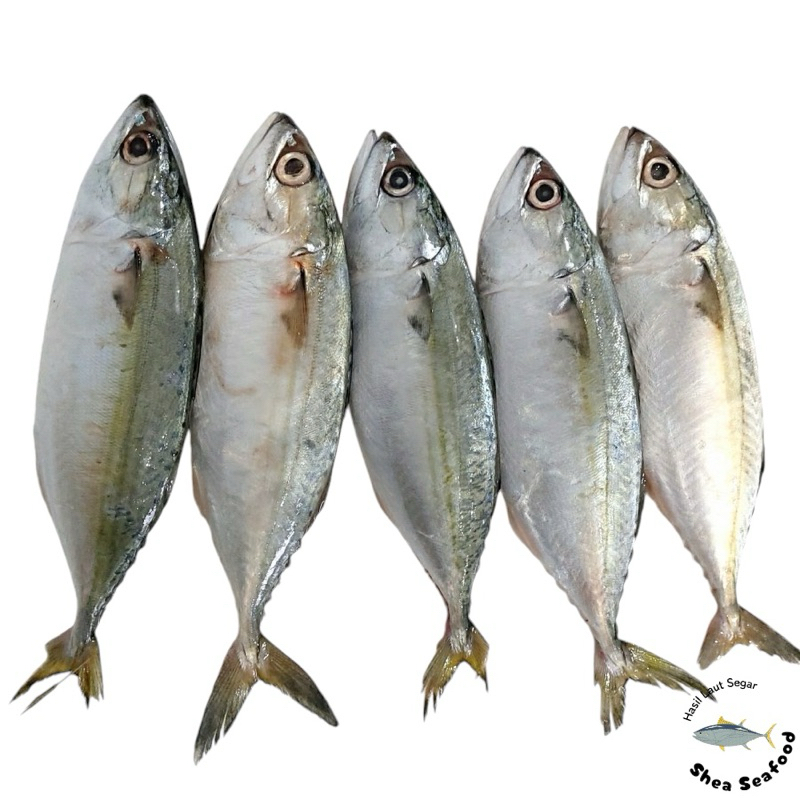 Jual IKAN KEMBUNG BANJAR SEGAR 1KG (Hasil Kapal) | Shopee Indonesia