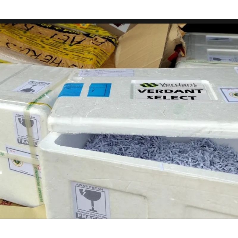 Jual Benih Bibit Polong Sawit VERDANT SELECT ASLI SERTIFIKAT | Shopee ...