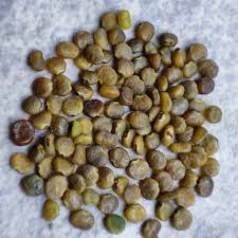 Jual benih indigofera / Biji Indigofera 250 gram / pakan ternak ...