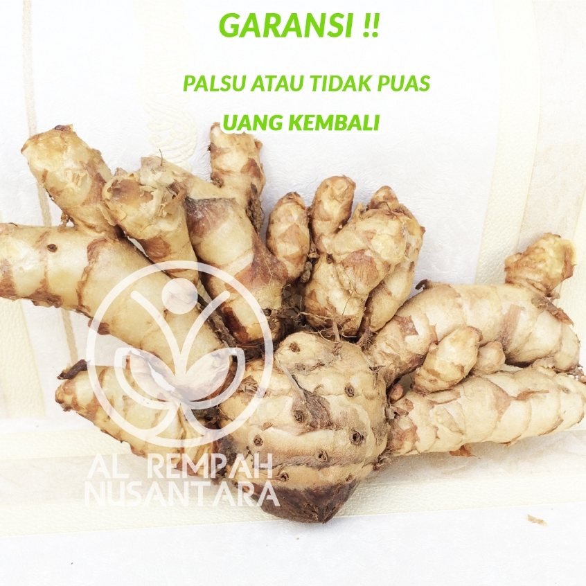 Jual Temu Ireng - Temu Hitam Segar Gunung Kidul | Shopee Indonesia
