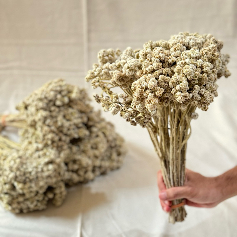 Jual 50 Gram Bunga Edelweis Bromo Budidaya Asli Dried Flower Abadi ...