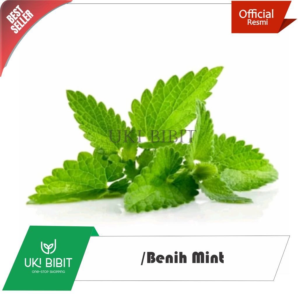 Jual ( 1 Butir ) Benih Biji Daun Mint | Mentha | Daun Pappermint | Daun ...