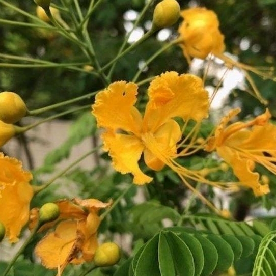 Jual Tanaman Hias yellow Peacock Flower 1 meter ( Kembang Merak ...