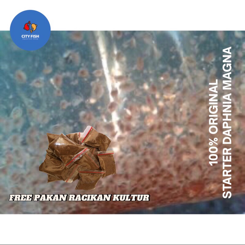 Jual PAKET STATER DAPNIA MAGNA (KUTU AIR RAKSASA) | Shopee Indonesia
