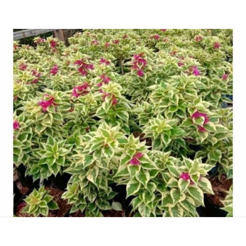 Jual bugenvil Singapore varigata merah cakep rimbun | Shopee Indonesia