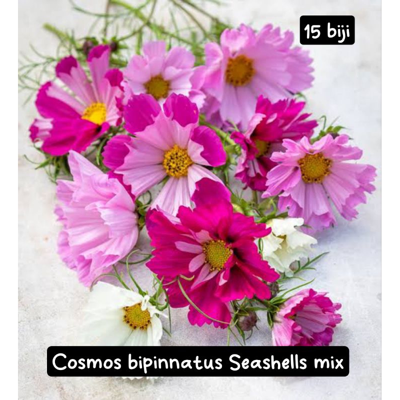 Jual Benih Cosmos Bipinnatus Seashells Mix | Shopee Indonesia