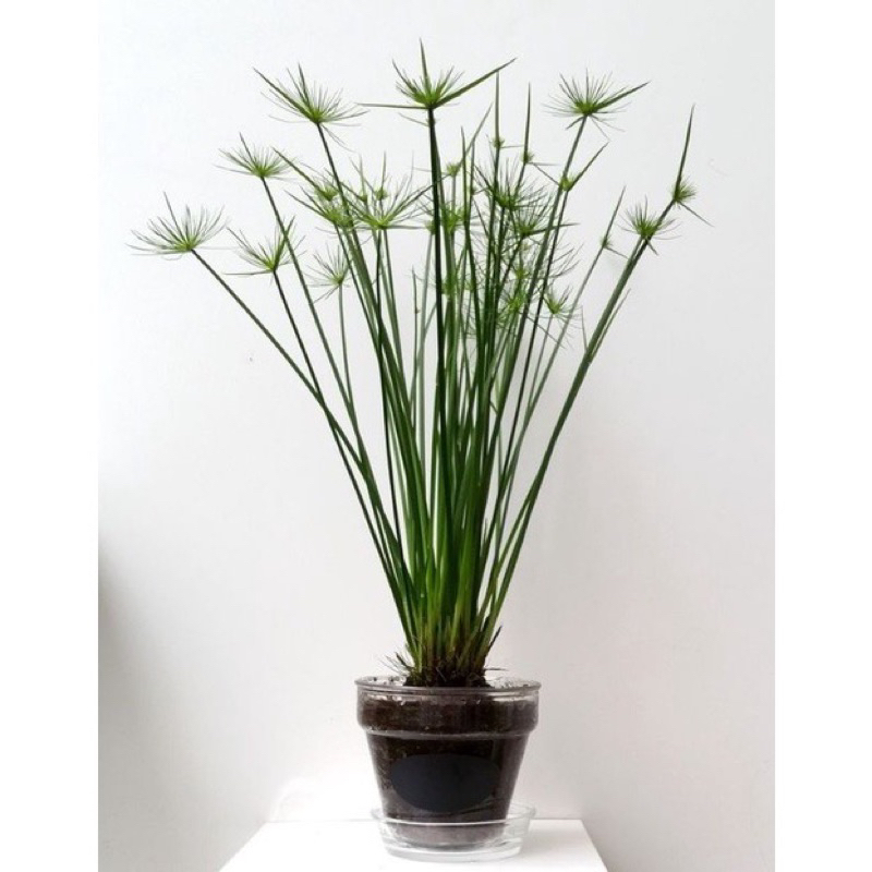 Jual TANAMAN HIAS AIR PAPYRUS MINI - TANAMAN HIAS AIR AQUASCAPE PAPIRUS ...