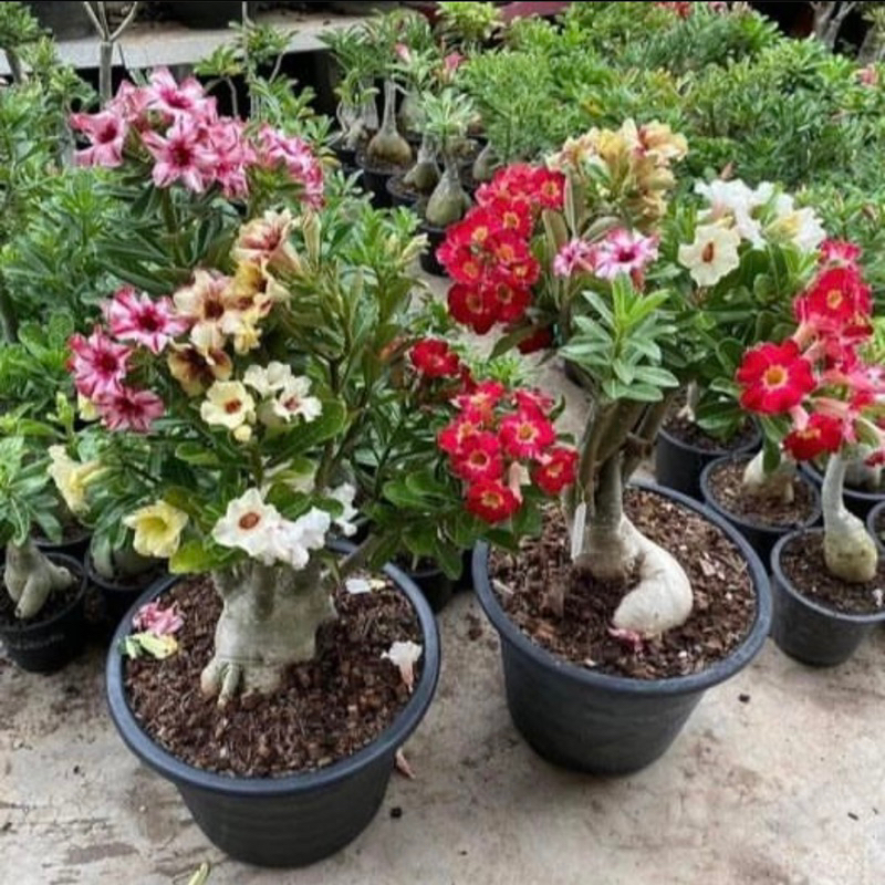 Jual Bibit Pohon Adenium Bunga Tumpuk 4 Rupa Kamboja Jepang Bonsai