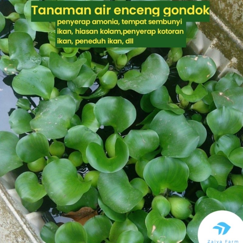 Jual ENCENG GONDOK ISI 2 TANAMAN | Shopee Indonesia