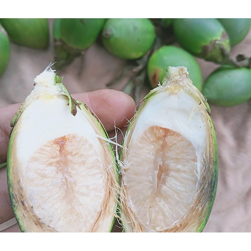 Jual BUAH PINANG MUDA HERBAL UNTUK MENGATASI BERBAGAI MACAM PENYAKIT ...