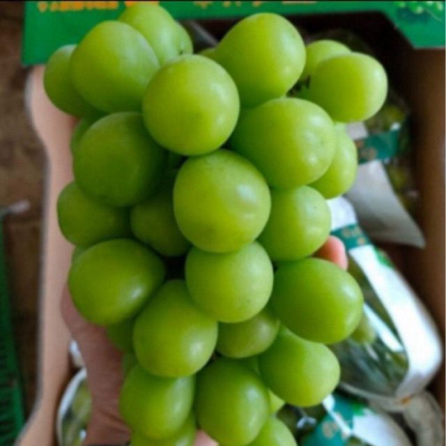 Jual Buah Anggur Hijau Shine Muscat Kiloan 1kg/ Anggur Shine Muscat ...