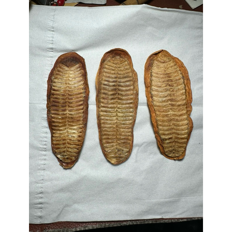 Jual Koleksi Ikan Tempel Asli Kalimantan Satuan | Shopee Indonesia