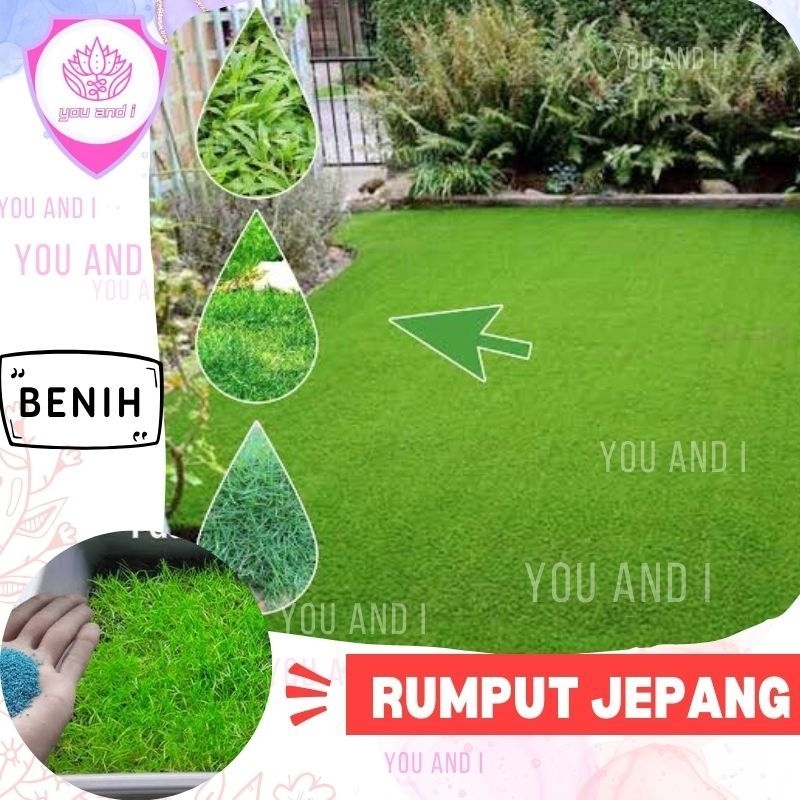 Jual Benih RUMPUT JEPANG [isi-35] - Biji Zoysia Japonica | Shopee Indonesia
