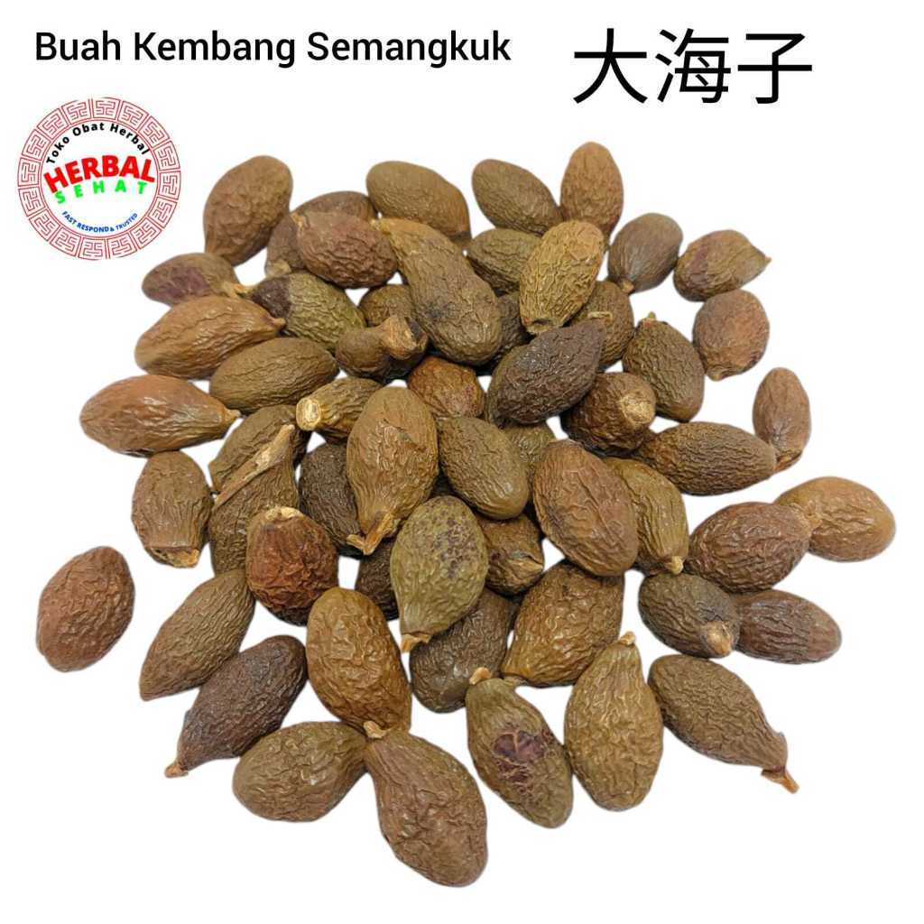 Jual Da Hai Zi 50 gram / Malva Nut / Buah Tempayang / Kembang Semangkuk ...