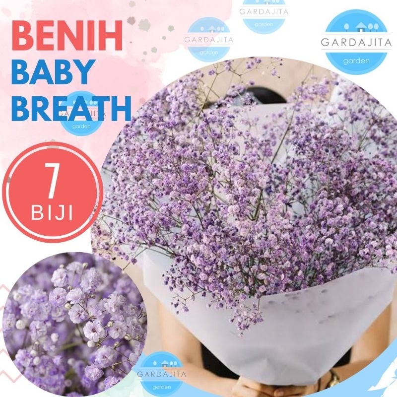 Jual Benih BABY BREATH [isi-7] - Biji Bunga Gypsophila | Shopee Indonesia
