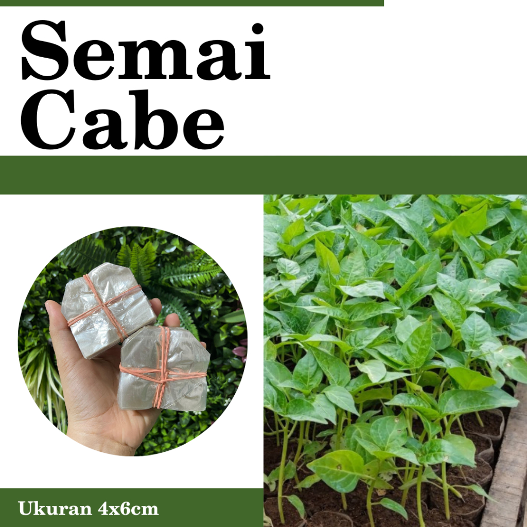 Jual Polybag Semai Cabe/Plastik Semai Cabai & Sayur / Polybag Semai ...