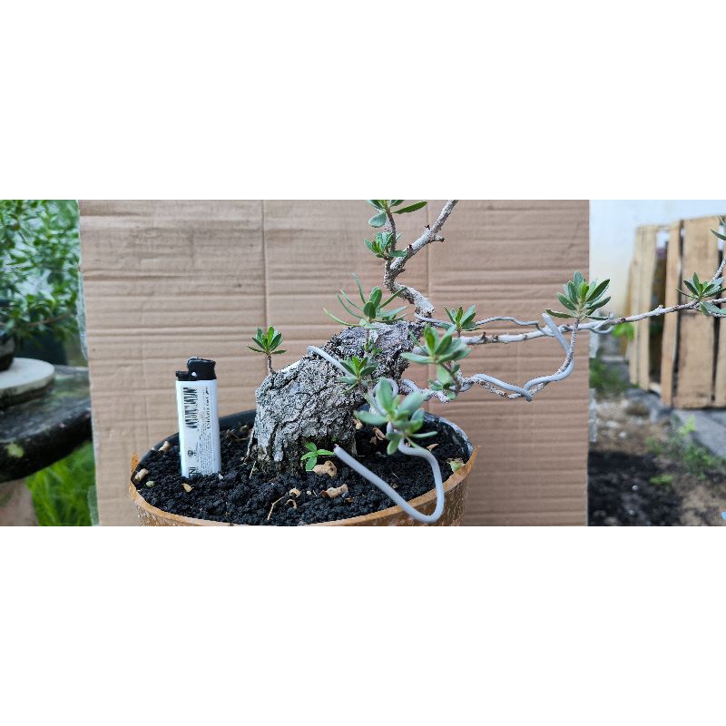 Jual Santigi Karang Besar | Shopee Indonesia