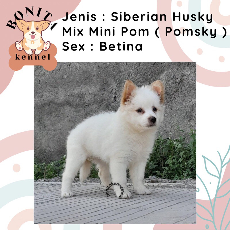 Jual Mini Pom Mix Siberian Husky Anak Anjing Husky Pomsky Jantan Betina ...