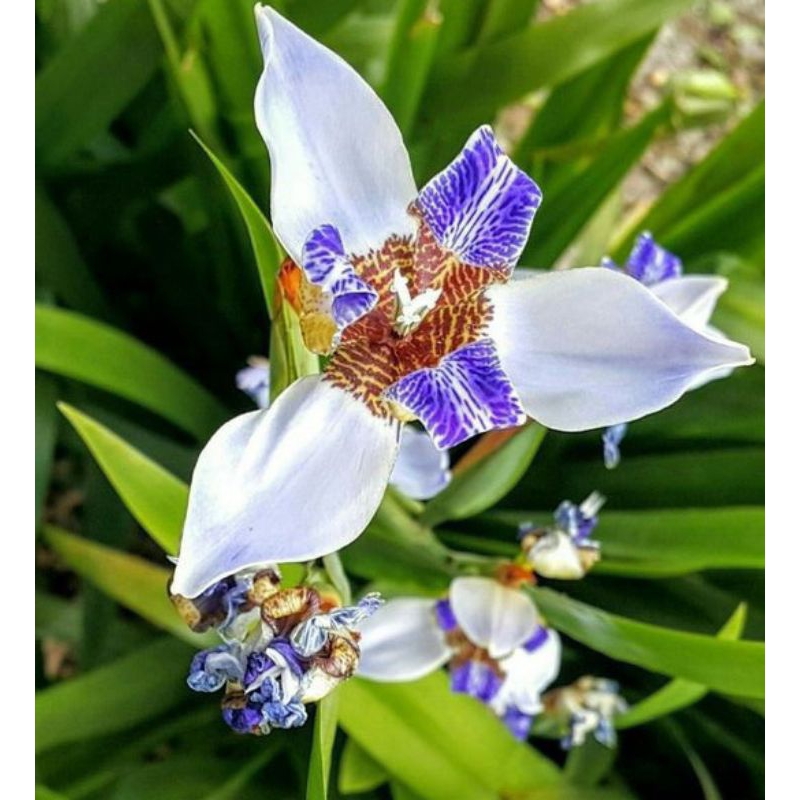 Jual iris bunga ungu(neomarica iris)/airis bunga ungu /tanaman hias ...