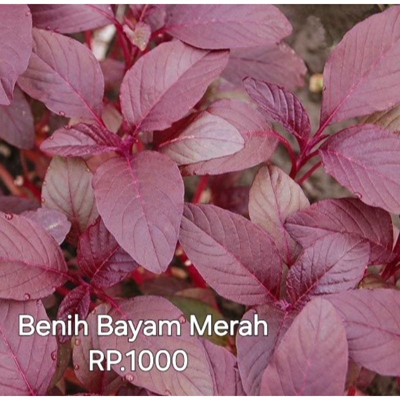 Jual Benih Bayam Merah isi ( 200 biji ) | Shopee Indonesia