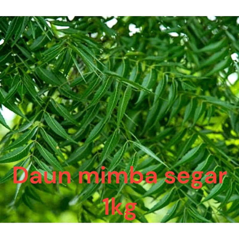 Jual daun mimba 1kg, daun mindi untuk mandi gatal koreng kudis kurap ...
