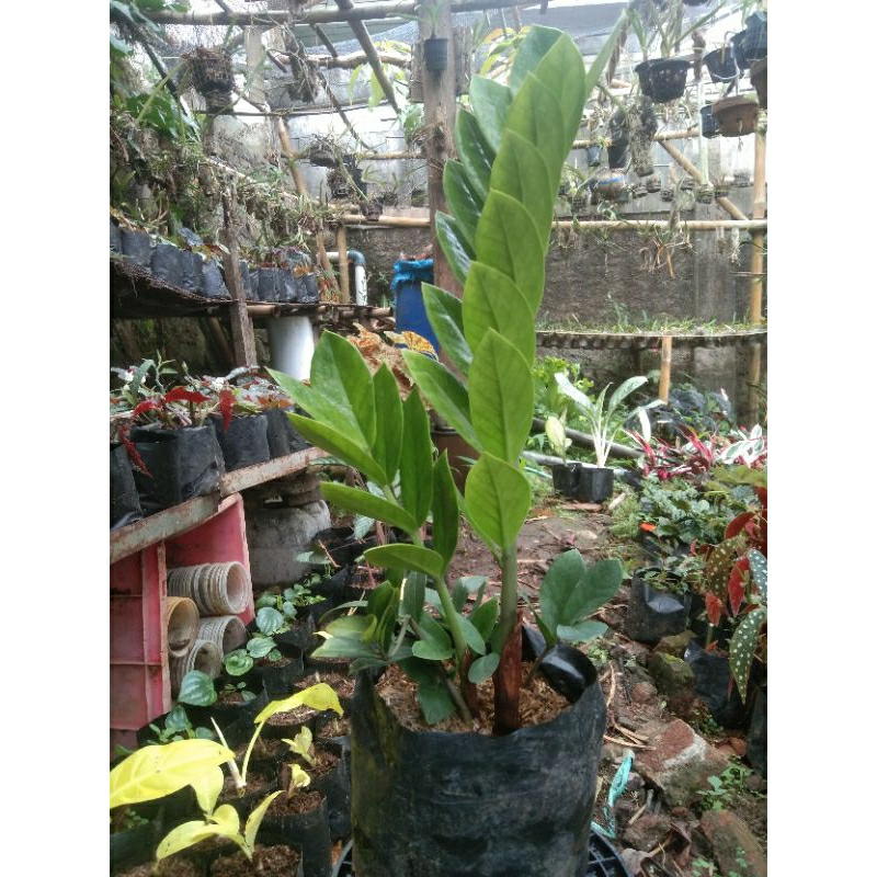 Jual Tanaman hias Dollar Zamia ( ZZ plant) | Shopee Indonesia