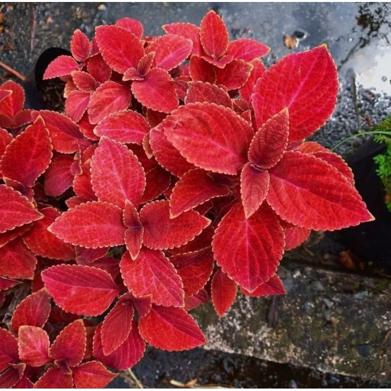 Jual Tanaman Hias Miana Merah / Pohon Miana Merah | Shopee Indonesia
