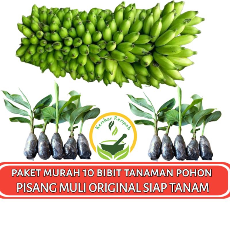 Jual Paket Murah 10 Bibit Pisang Muli Original Pohon Pisang Muli Unggul ...