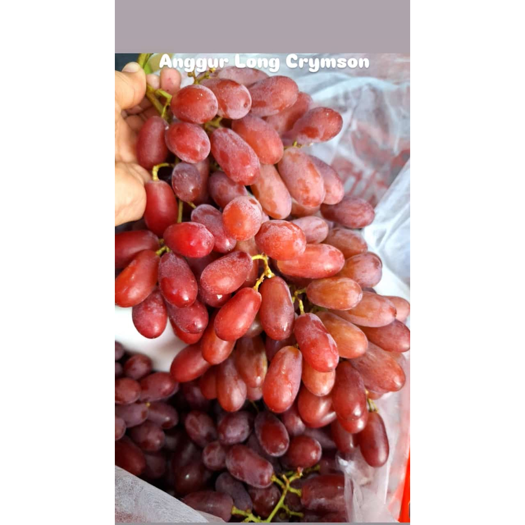 Jual Buah Anggur long Crimson Premium 500 gram I 1 kg | Shopee Indonesia