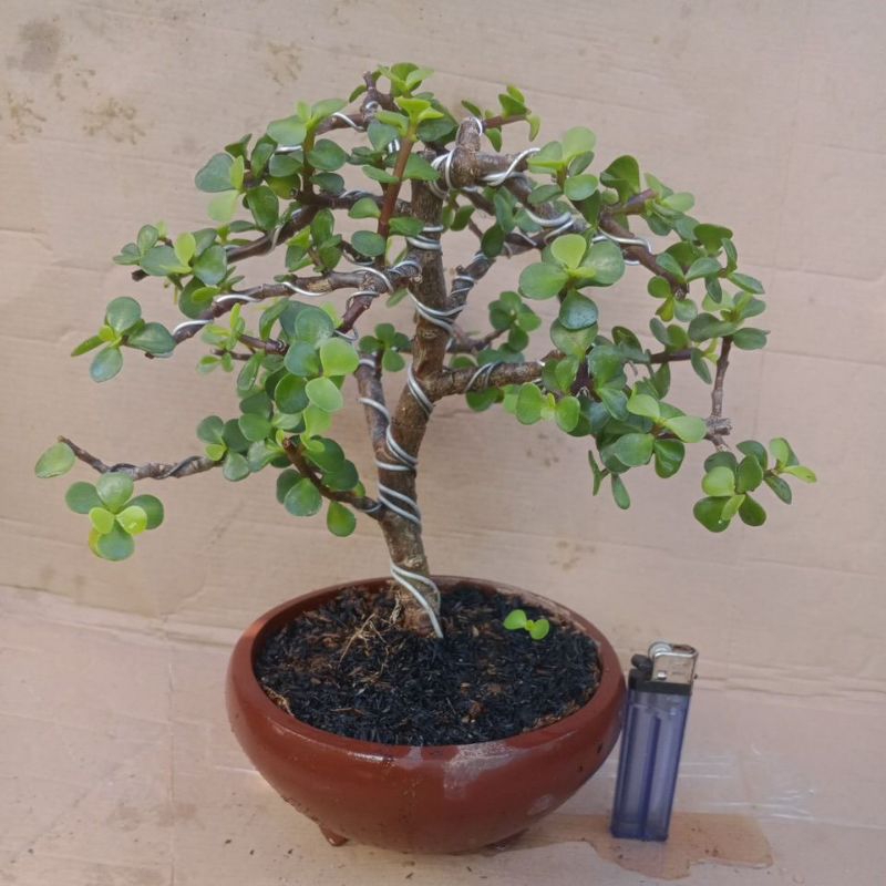 Jual Jade plant bonsai mame siap pajang (Foto Real pict) | Shopee Indonesia