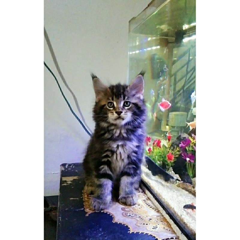 Jual Kucing Kitten MaineCoon Pure Jantan dan Betina Bkn Mix. induk ped ...