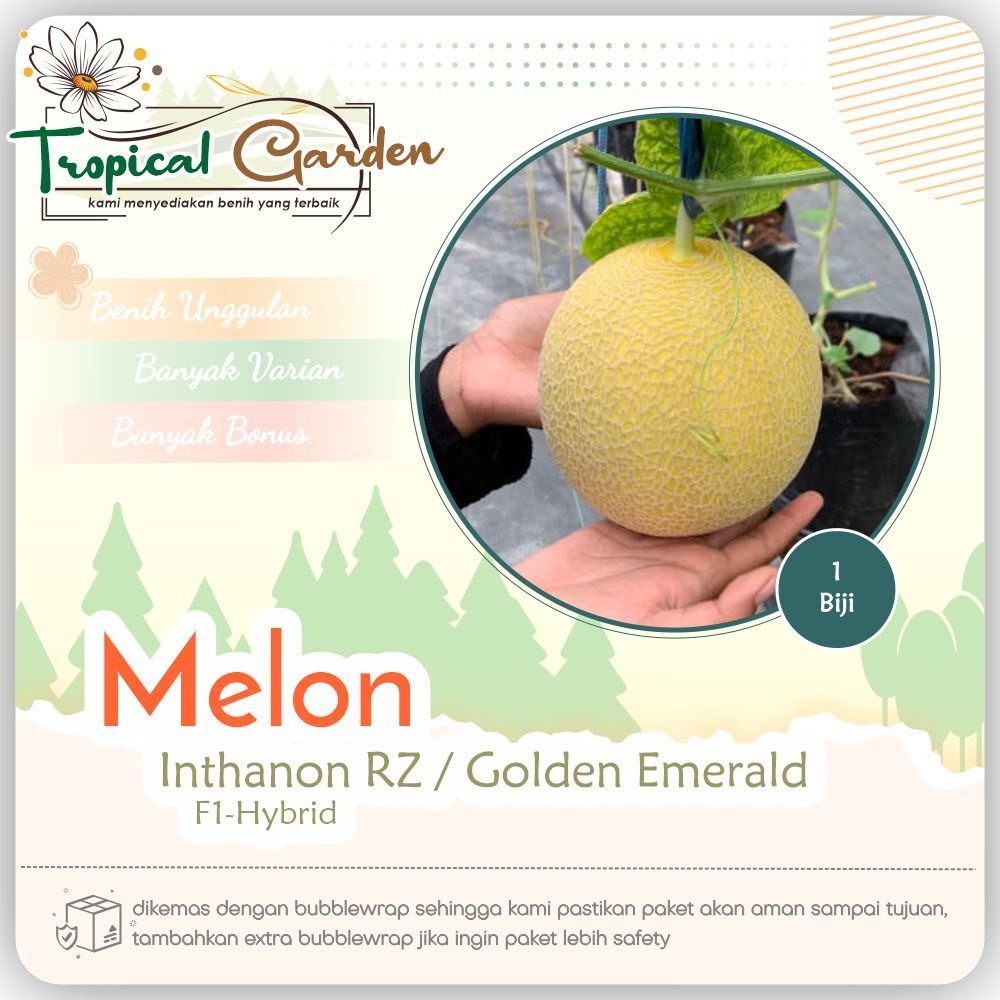 Jual Tropical Garden Benih Buah Melon Inthanon RZ F1-Hybrid Import COD ...