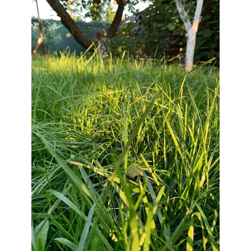 Jual Bibit Rumput Signal Sinyal grass (Brachiaria decumbens) 1 kg ...
