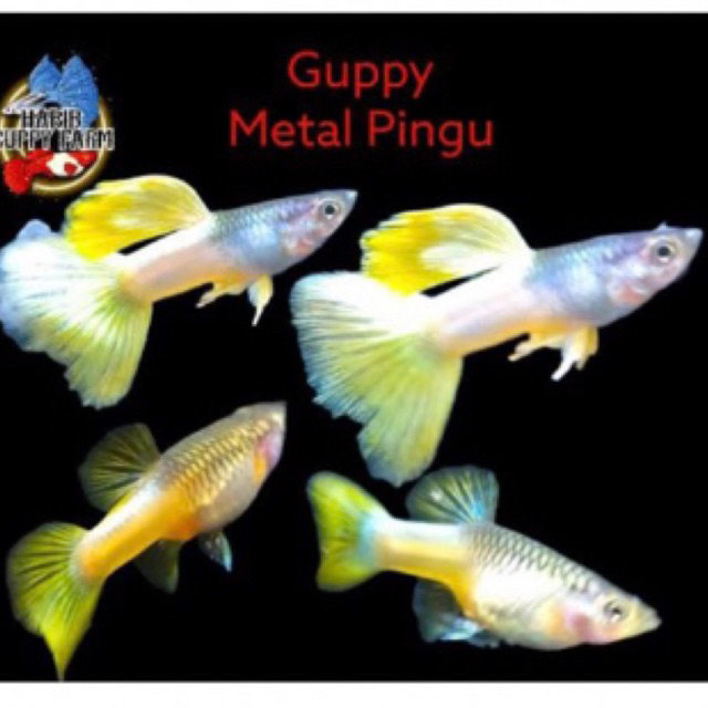 Jual SEPASANG IKAN HIAS GUPPY METAL PINGU GUPPY KUNING SEPASANG / IKAN HIAS AIR TAWAR AQUARIUM ...