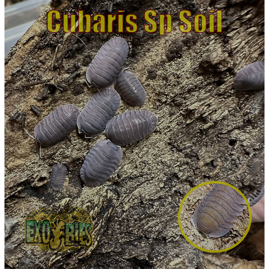 Jual Isopada Cubaris Sp Soil Isopod TROGLODILLO SOIL Isopod Pengurai ...