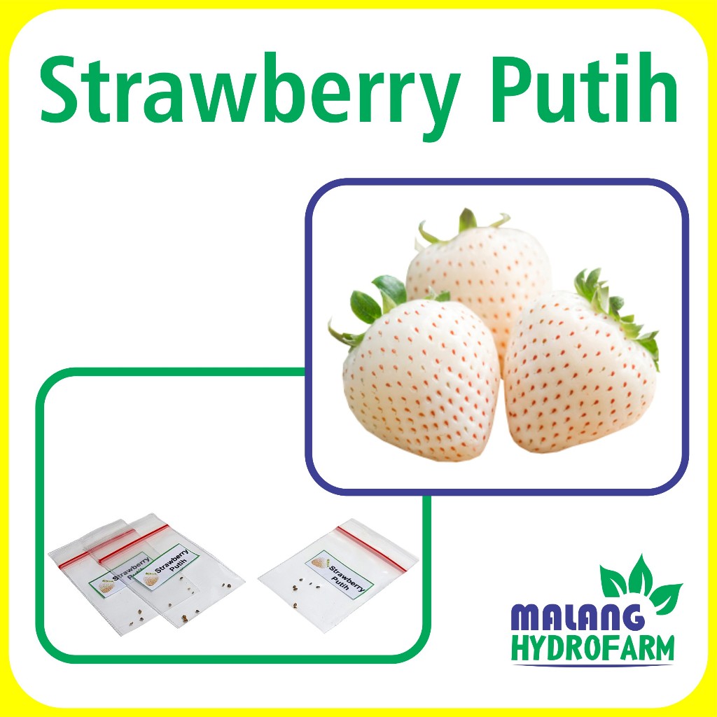 Jual Benih Strawberry Putih Unggulan Berkualitas biji bibit repack ...