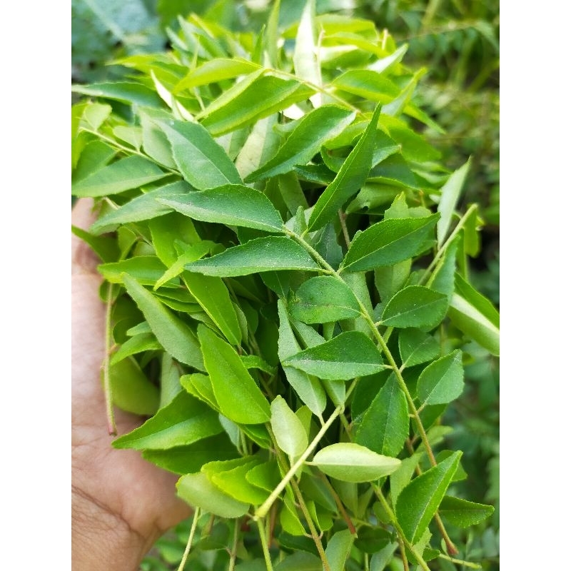 Jual Daun Kari/Salam Koja/Temurui/daun segar | Shopee Indonesia