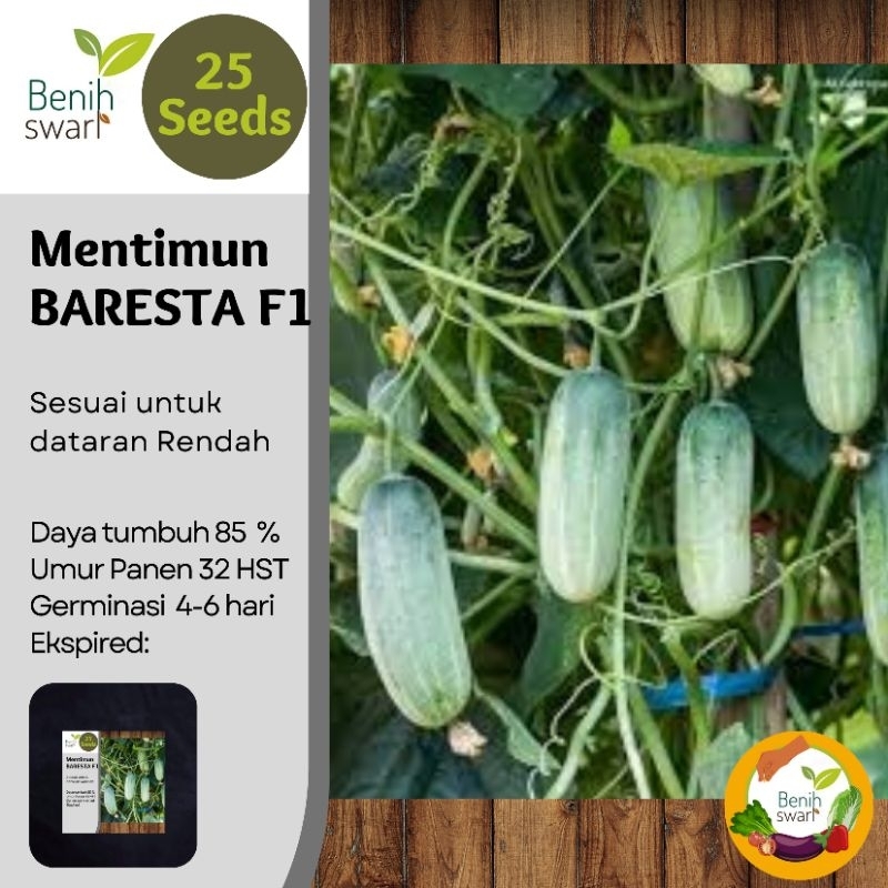 Jual Benih Swari: (isi 25 butir) Benih Mentimun / Timun BARESTA F1 | Shopee Indonesia