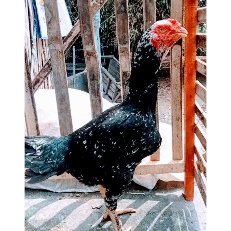 Jual ayam betina Bangkok pakoy campuran black bull Sudah bertelur Usia ...