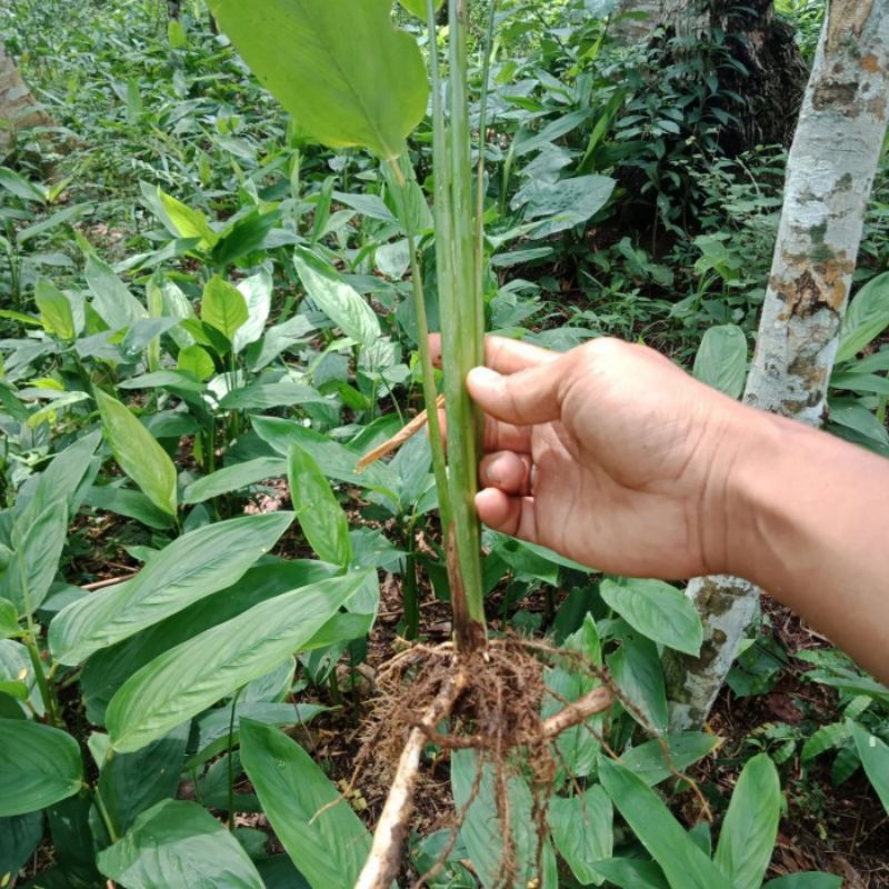 Jual Tanaman/Bibit Umbi Garut / Kirut Siap Tanam Untuk Bahan Herbal ...