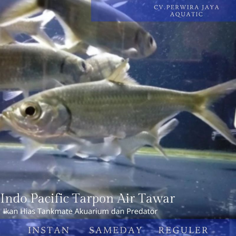 Jual Indo Pacific Tarpon Air Tawar Jumbo Size 30-35Cm Tankmate Hiasan ...