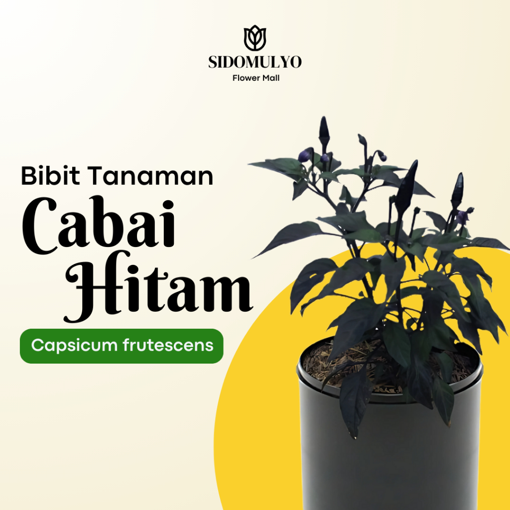Jual Bibit Cabai Hitam - Tanaman Hias Cabe Black Hungarian Papper ...
