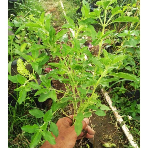 Jual KF7 Bibit Tanaman Ruku Ruku Pohon Daun Ruku Ruku | Shopee Indonesia