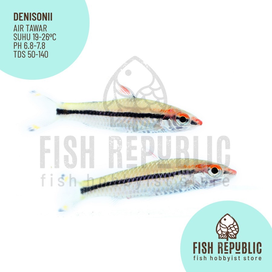 Jual Puntius Denisonii Ikan Hias Denisoni Air Tawar | Shopee Indonesia