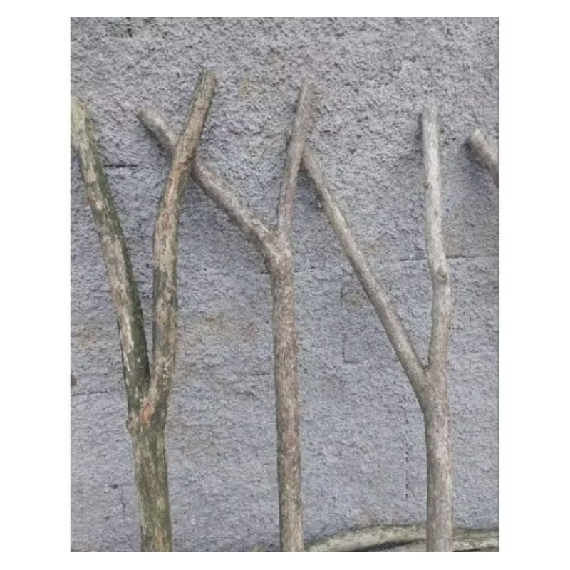 Jual batang kayu kopi panjang 2 meter | Shopee Indonesia
