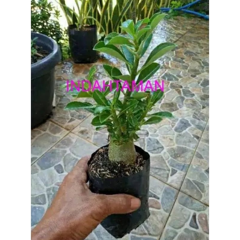 Jual Promo Bonsai Adenium Bibit Tanaman Bonsai Adenium Shopee